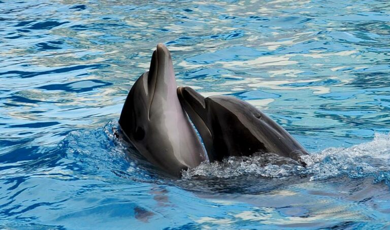 Батумский дельфинарий - BATUMI-TODAY.COM